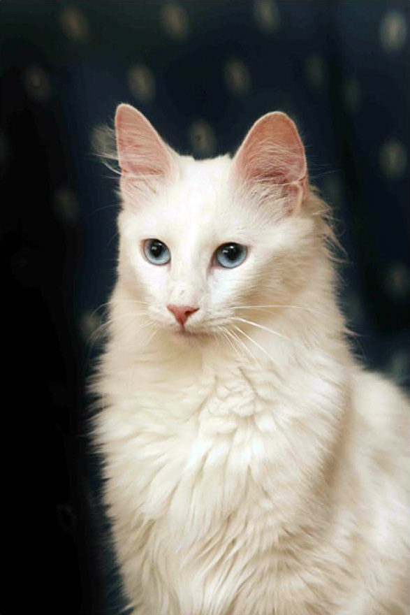 Gatos angoras bebés - Imagui